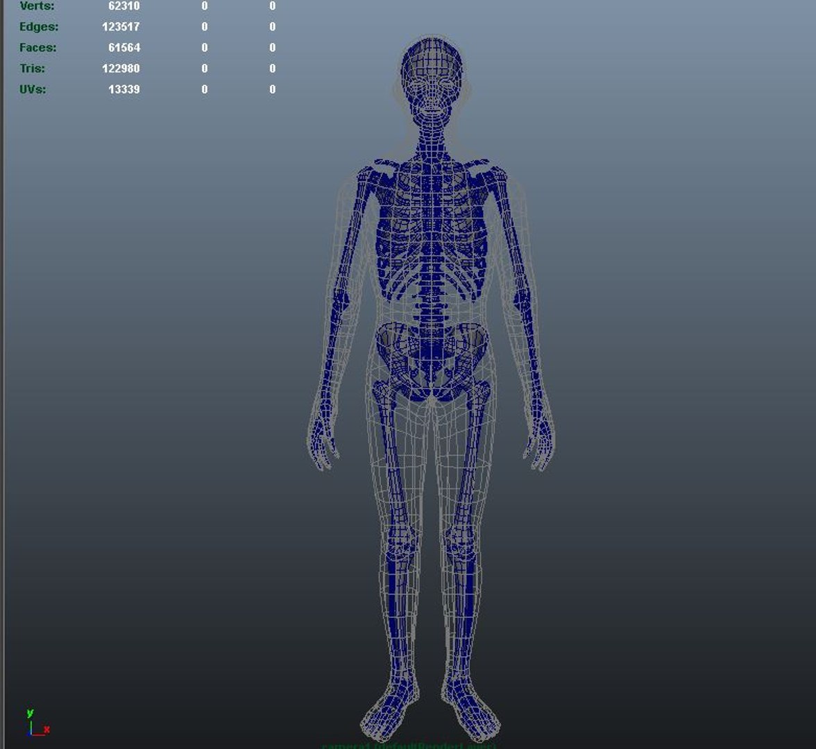Blue human male anatomy systomy 3D model - TurboSquid 1824121