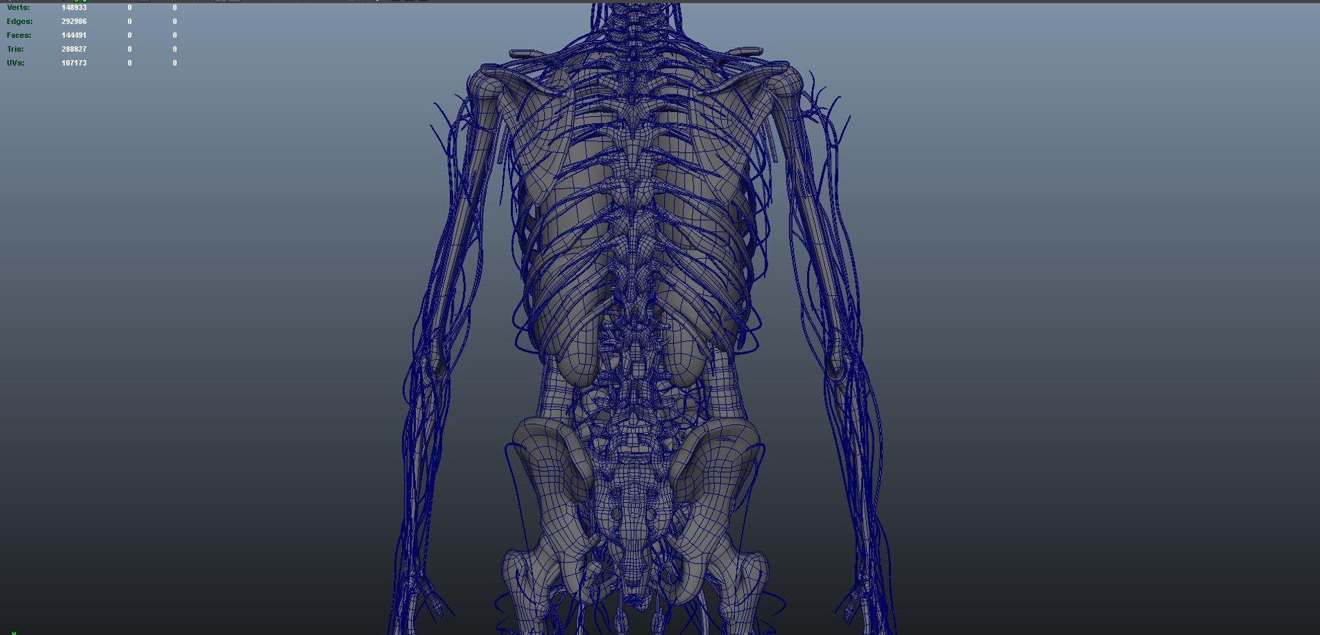 Blue human male anatomy systomy 3D model - TurboSquid 1824121