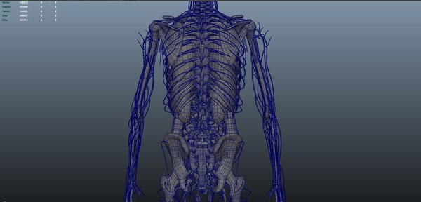 modelo 3d Sistomía de anatomía masculina humana azul - TurboSquid 1824121