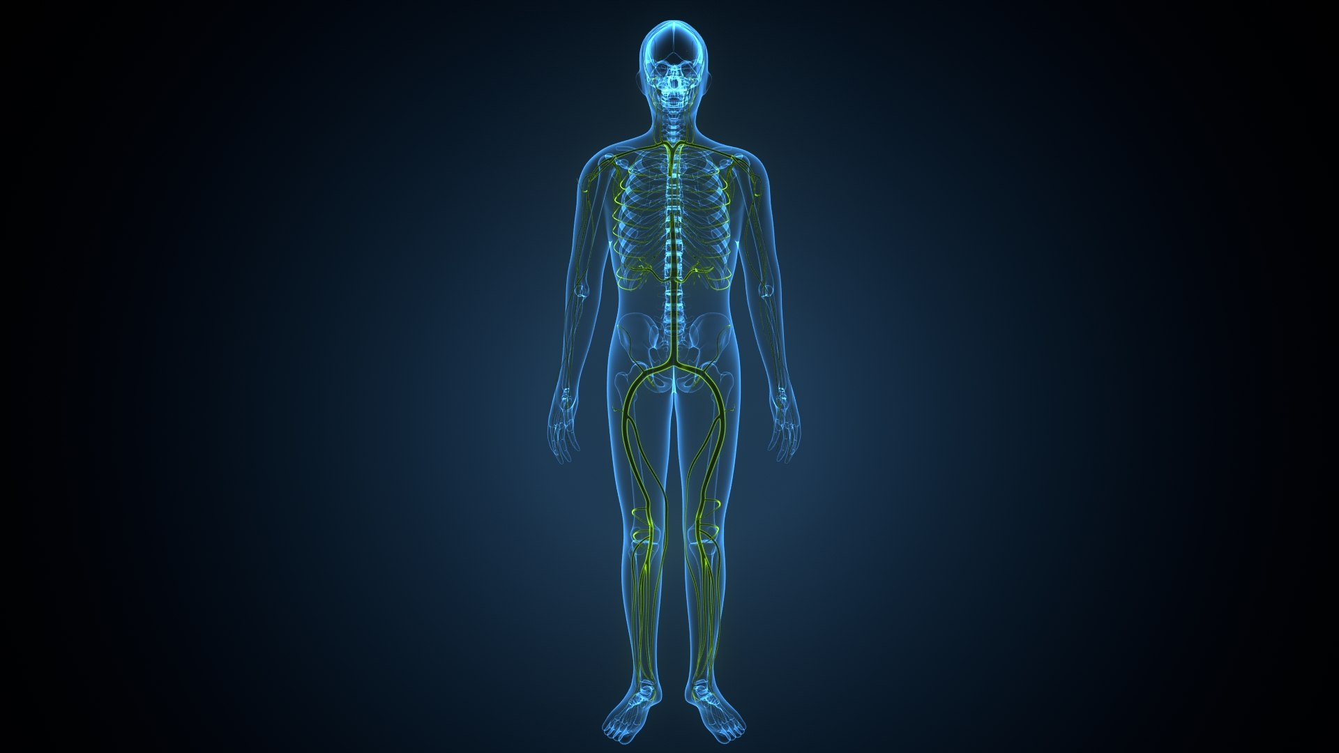 Blue Human Male Anatomy Systomy 3D Model - TurboSquid 1824121