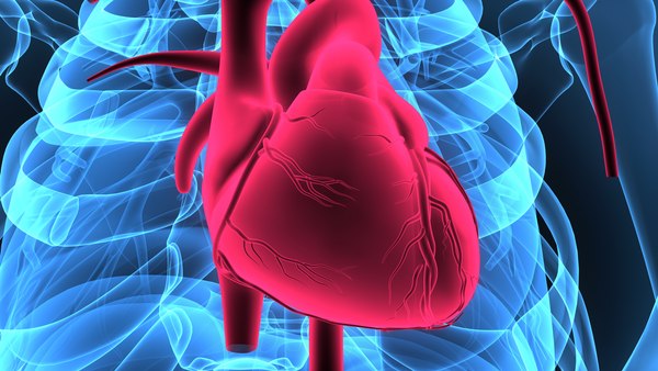 Human Heart 3D Models for Download | TurboSquid