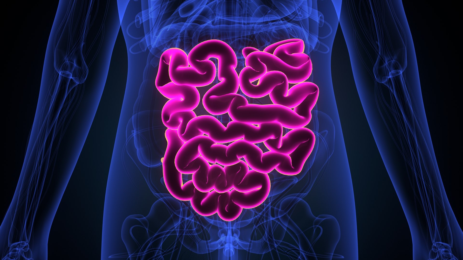 Blue Human Male Anatomy Systomy 3D Model - TurboSquid 1824121