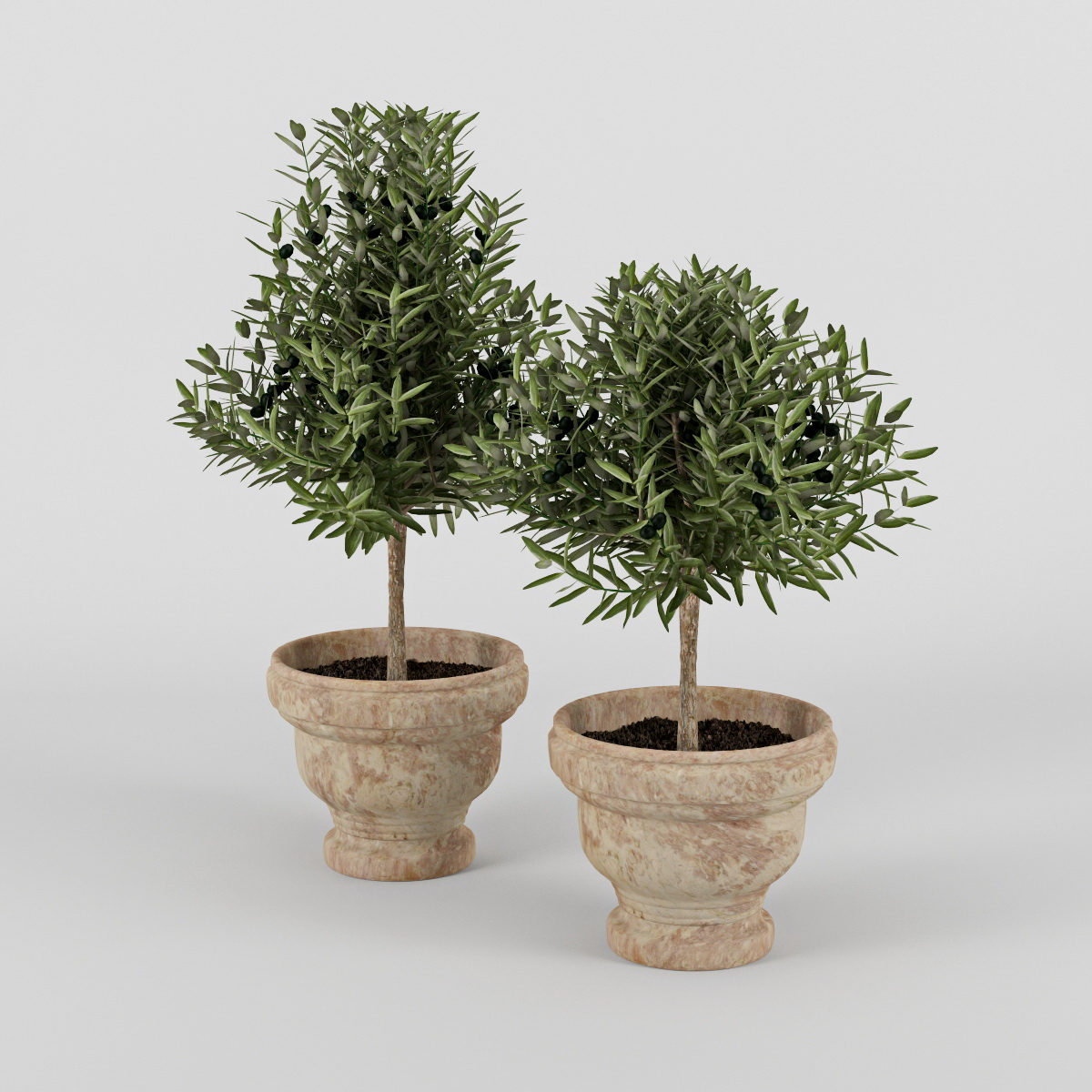 3d model olive trees fruits