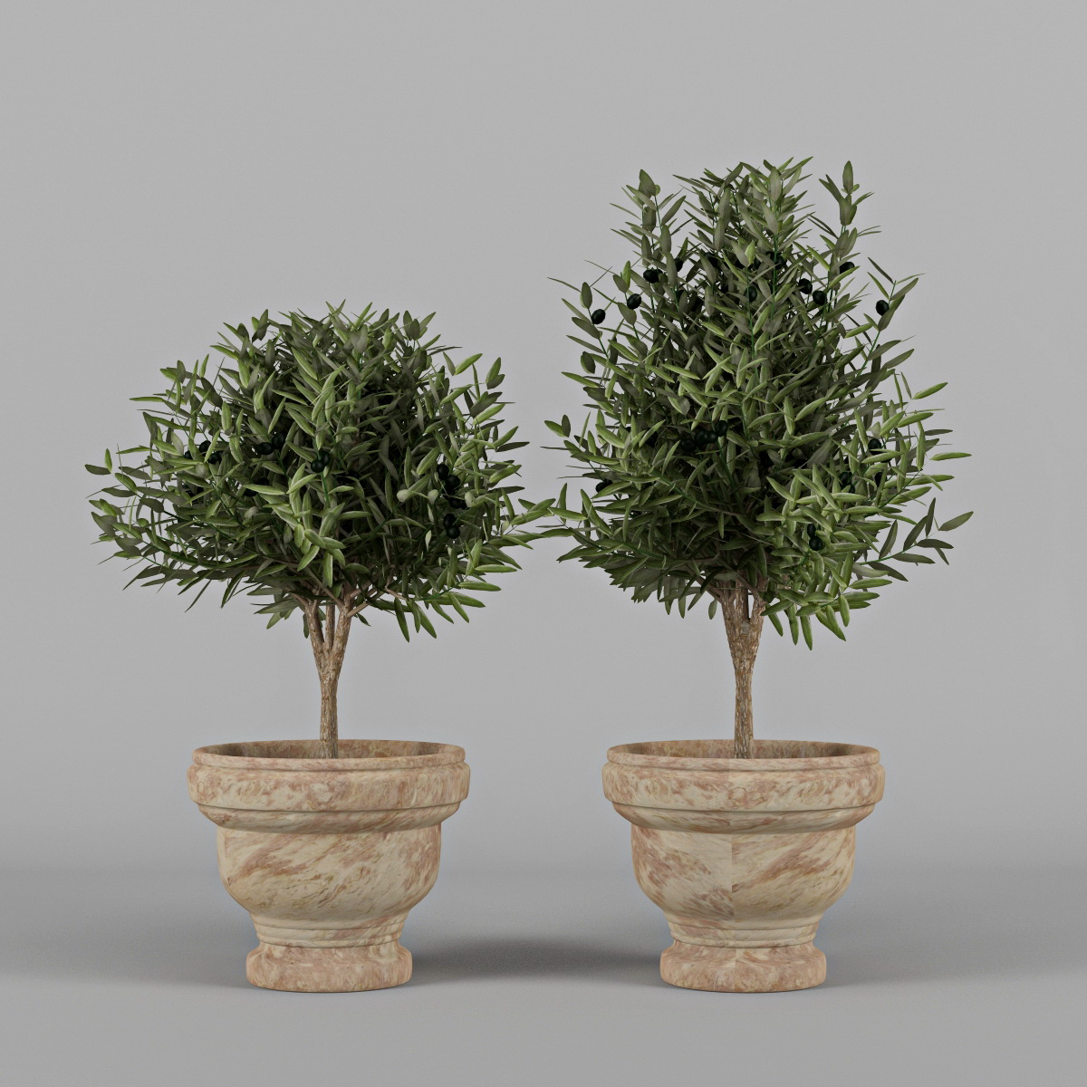 3d model olive trees fruits