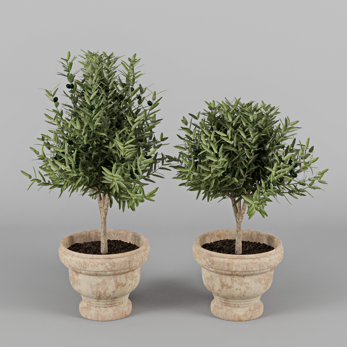 3d model olive trees fruits