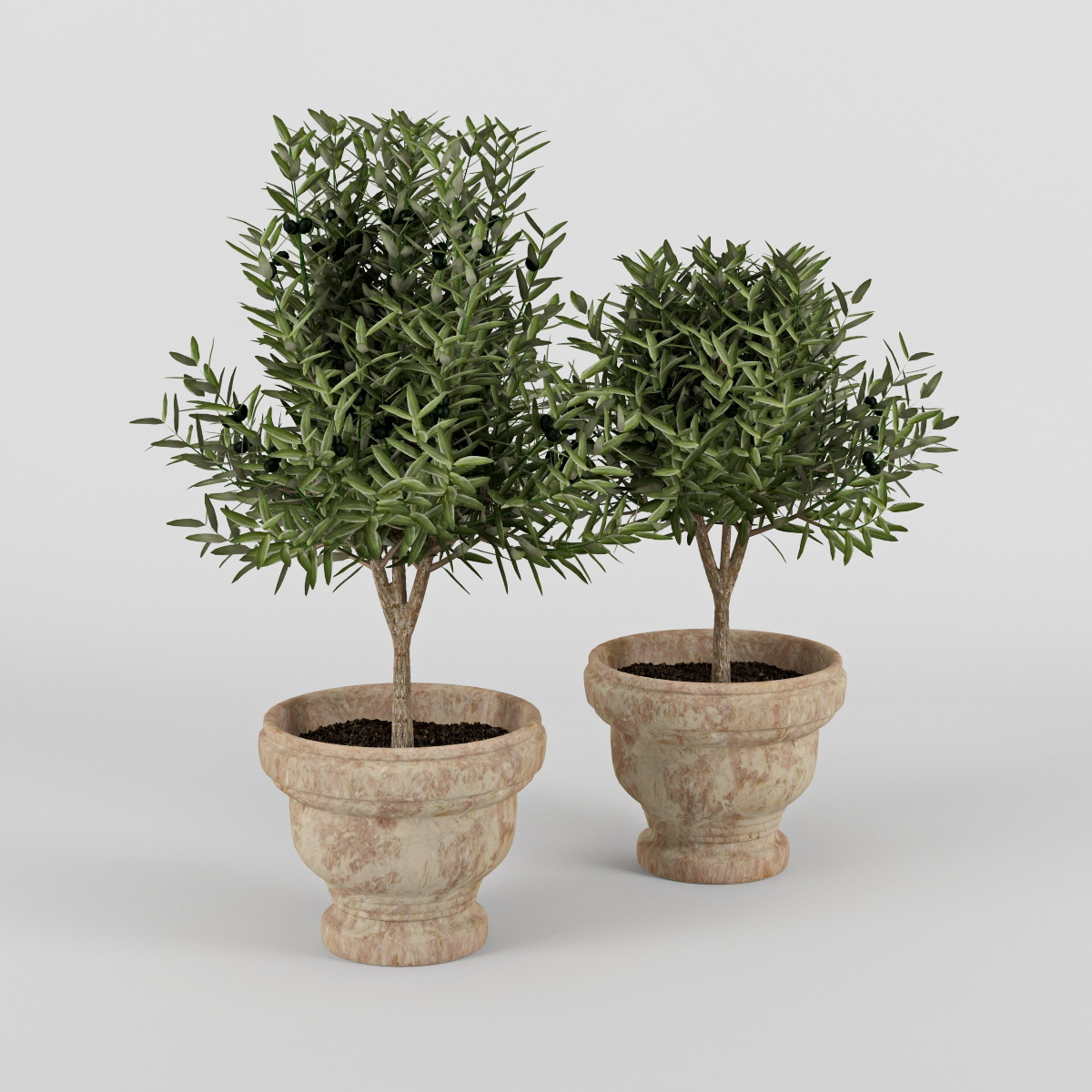 3d model olive trees fruits