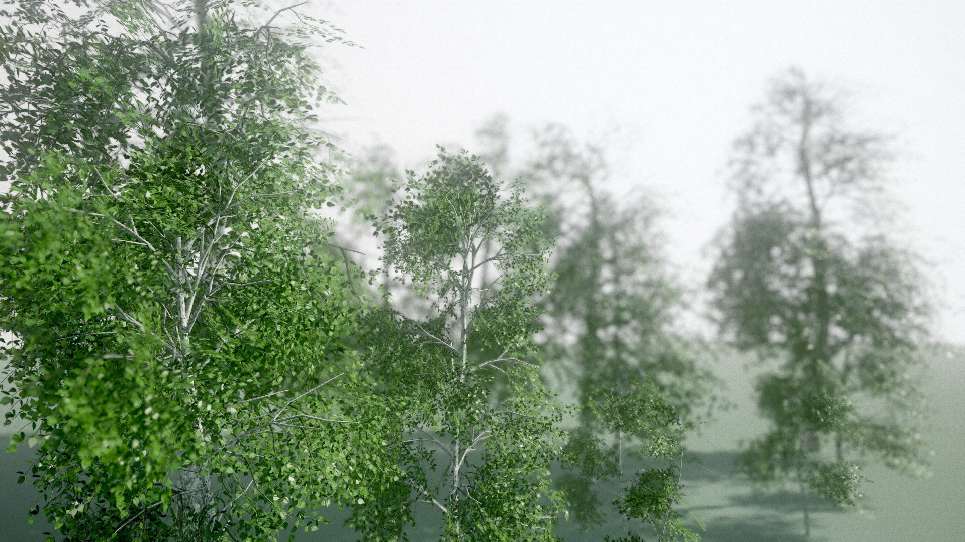 Birch Tree 3D - TurboSquid 1321576