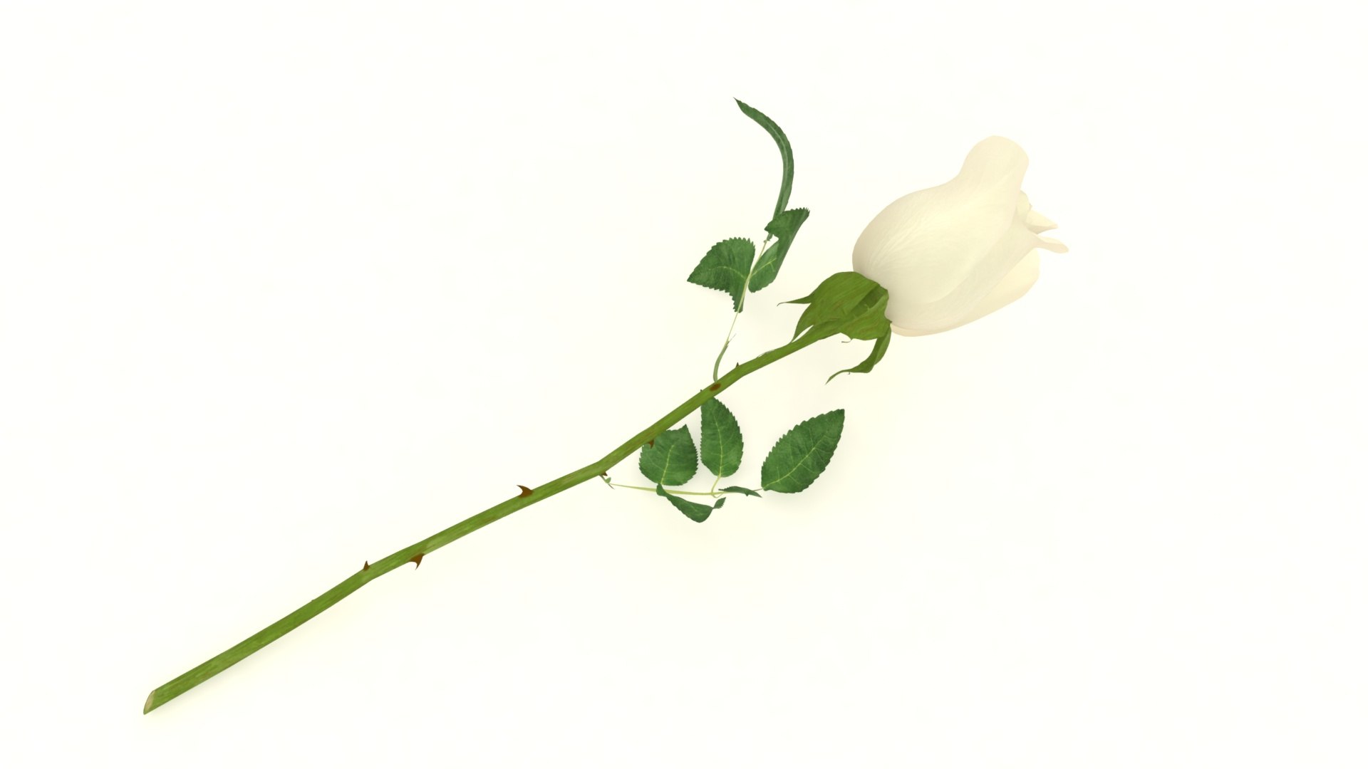 3D Roses Petal Model - TurboSquid 1293631