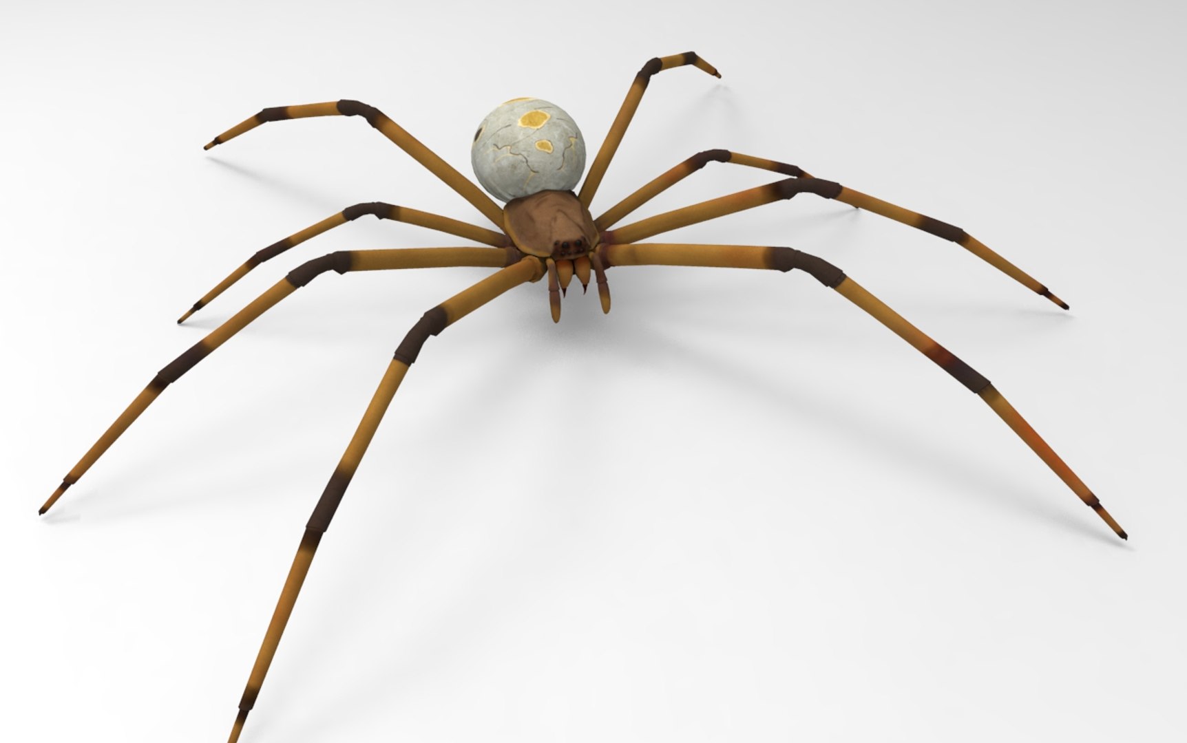 Brown Widow Spider 3D Model - TurboSquid 1271567