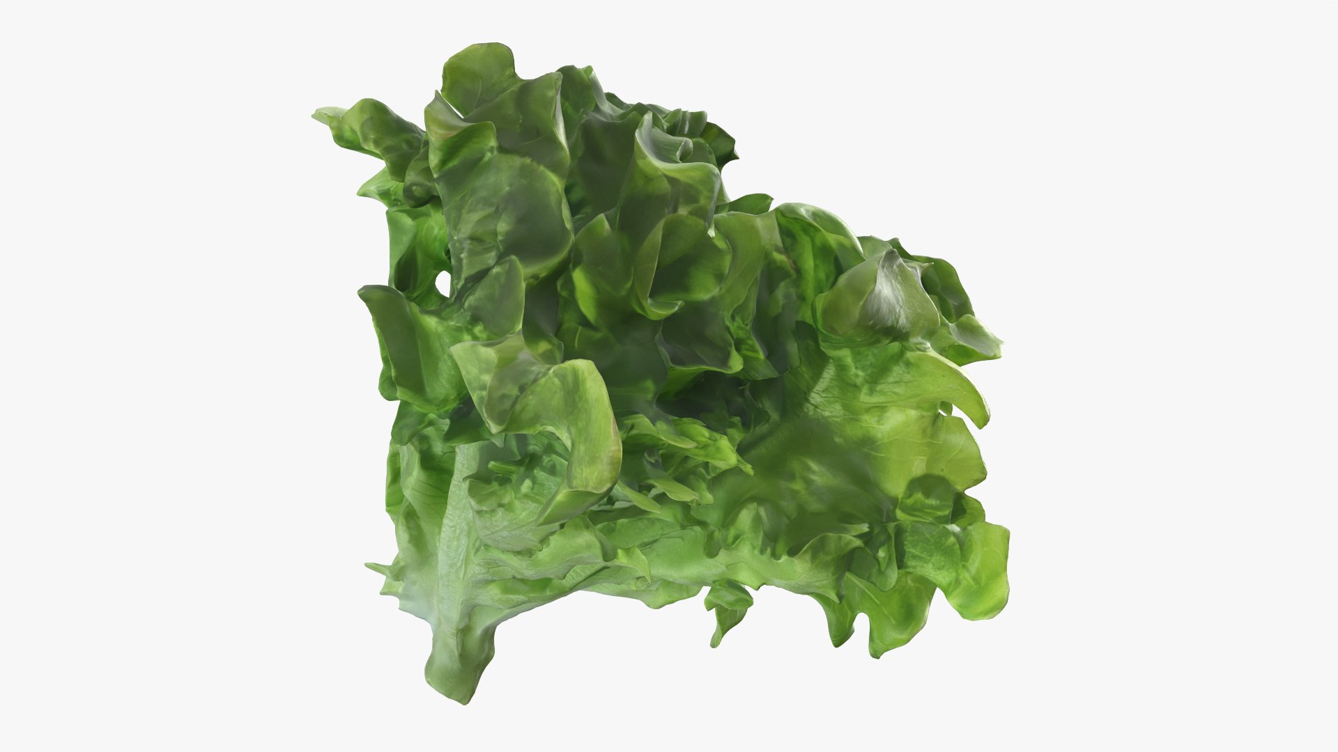 3D Green Oak Lettuce Model - TurboSquid 2460397