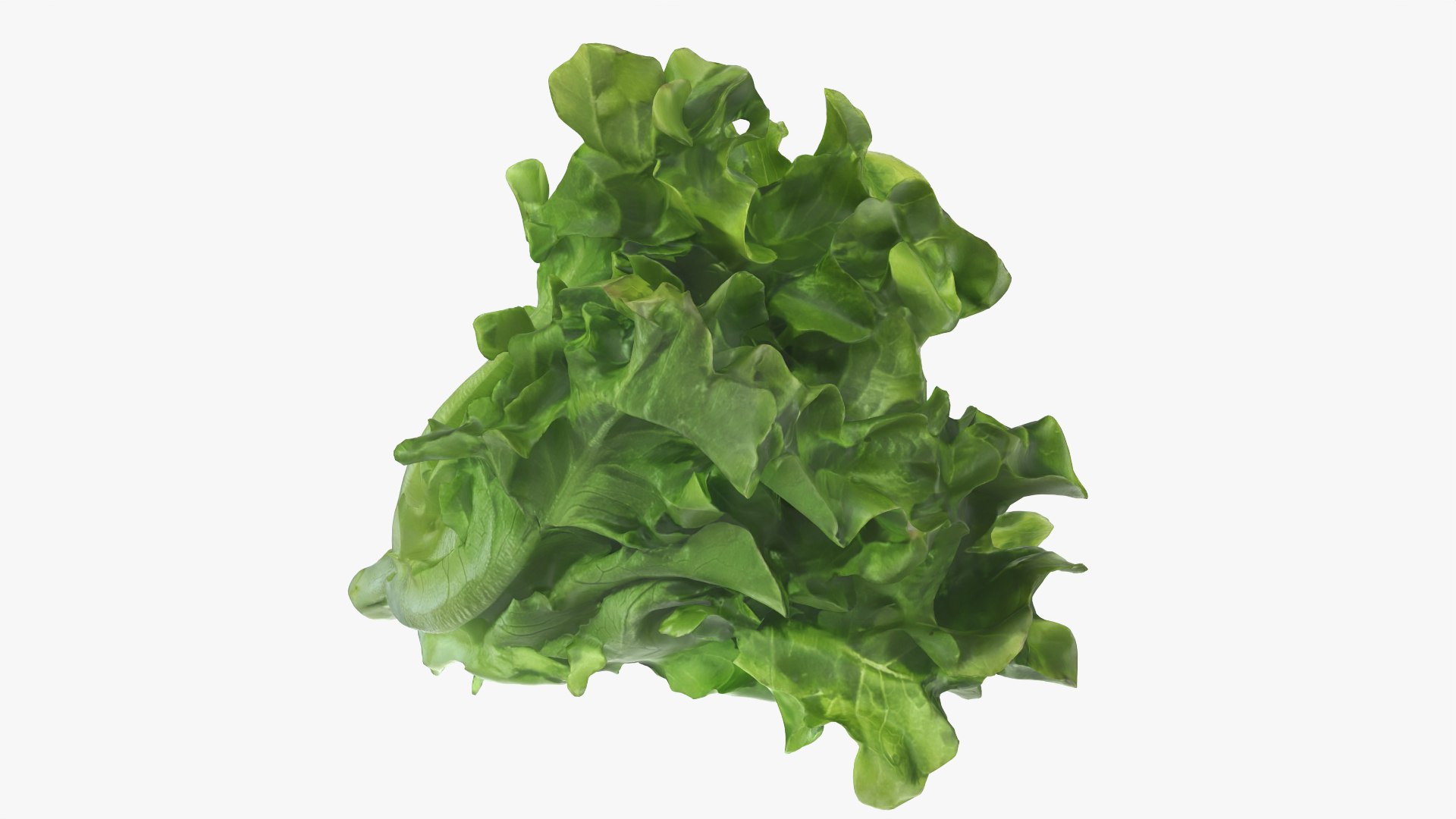 3D Green Oak Lettuce Model - TurboSquid 2460397