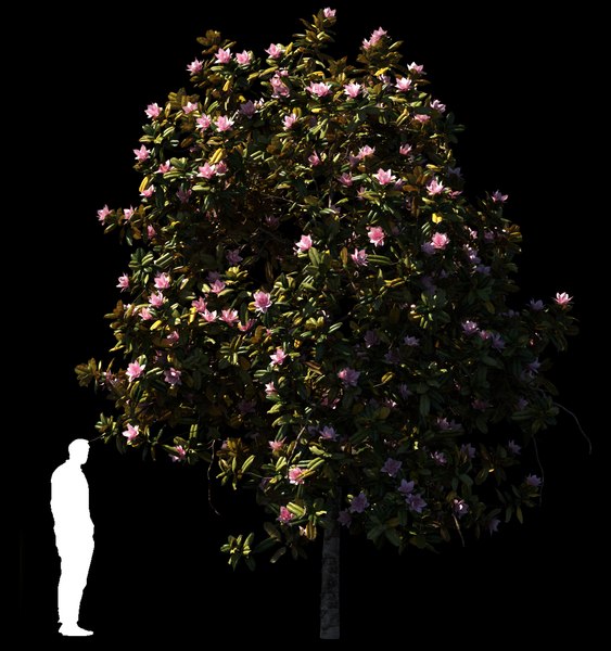 3D Magnolia Models | TurboSquid