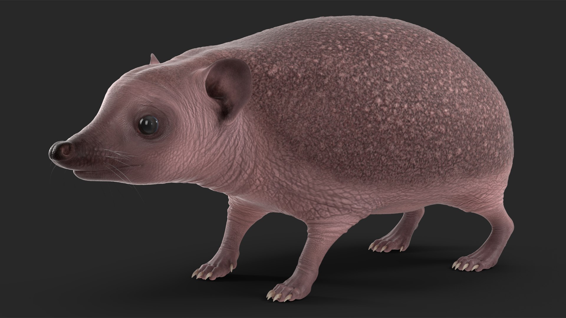 3D model Bald Hedgehog - TurboSquid 2071142