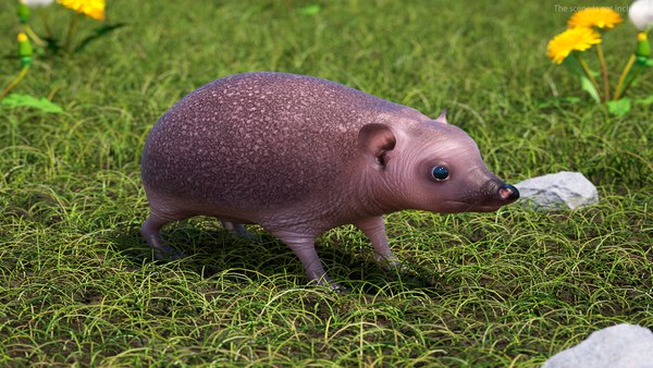modelo 3d Erizo calvo - TurboSquid 2071142