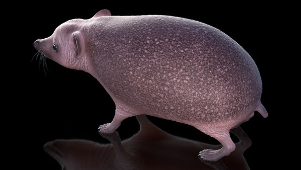 modelo 3d Erizo calvo - TurboSquid 2071142