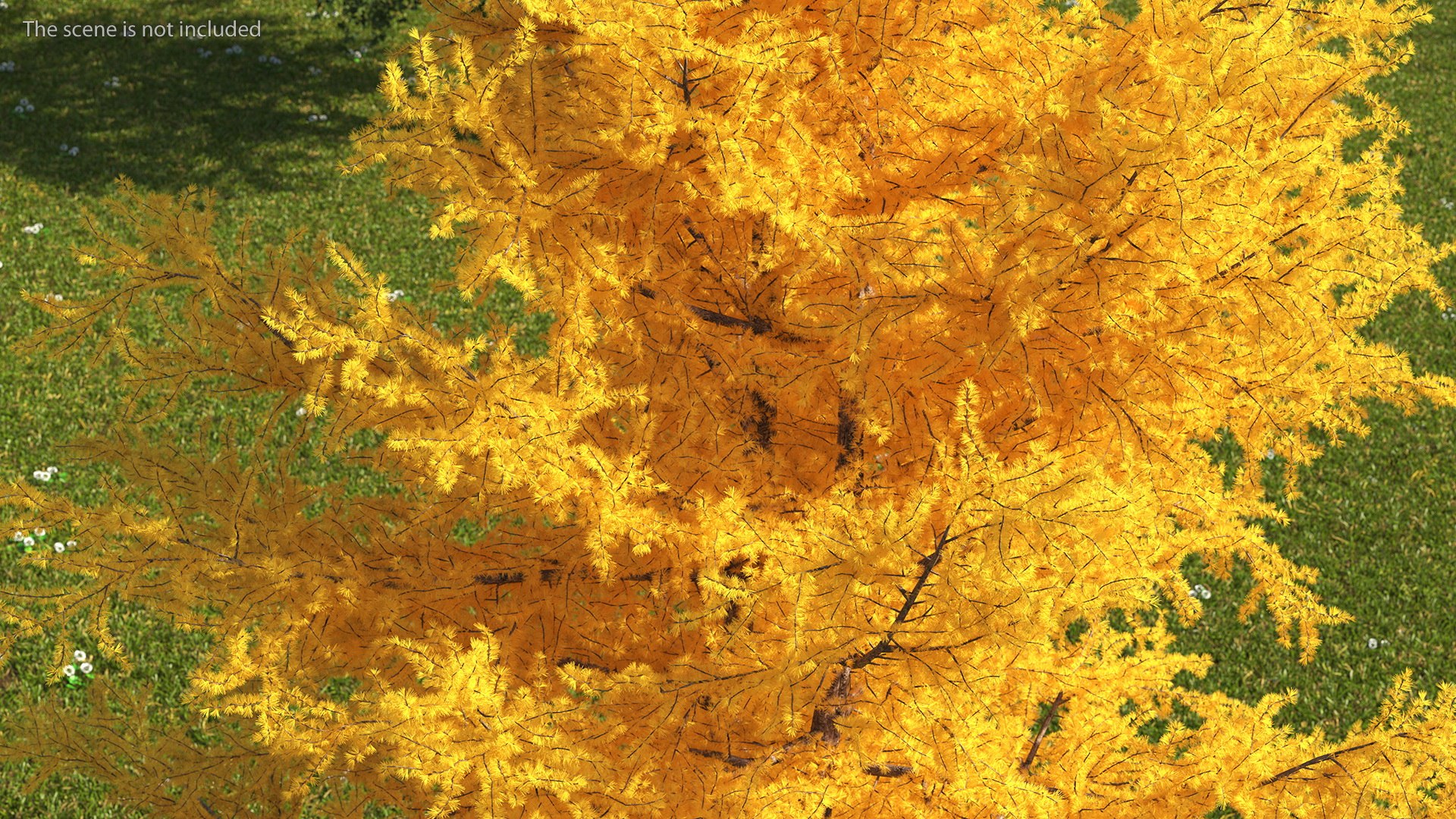 Japanese Larch Tree Yellow 3D model - TurboSquid 1859959