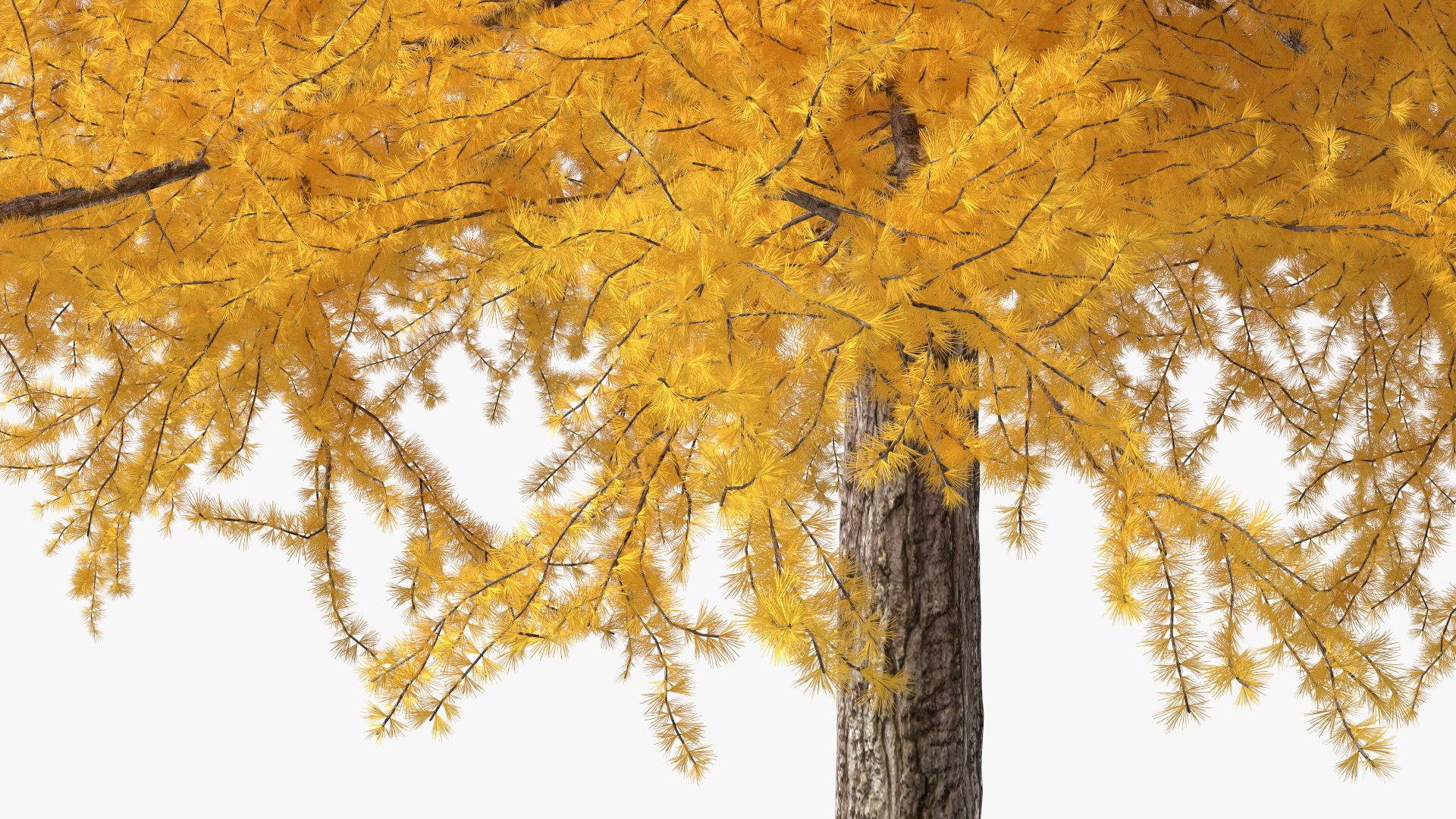 Japanese Larch Tree Yellow 3D model - TurboSquid 1859959