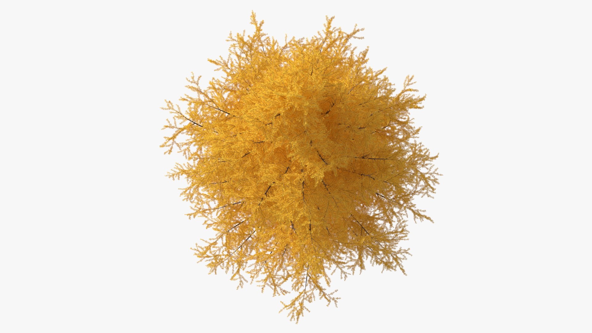 Japanese Larch Tree Yellow 3D model - TurboSquid 1859959