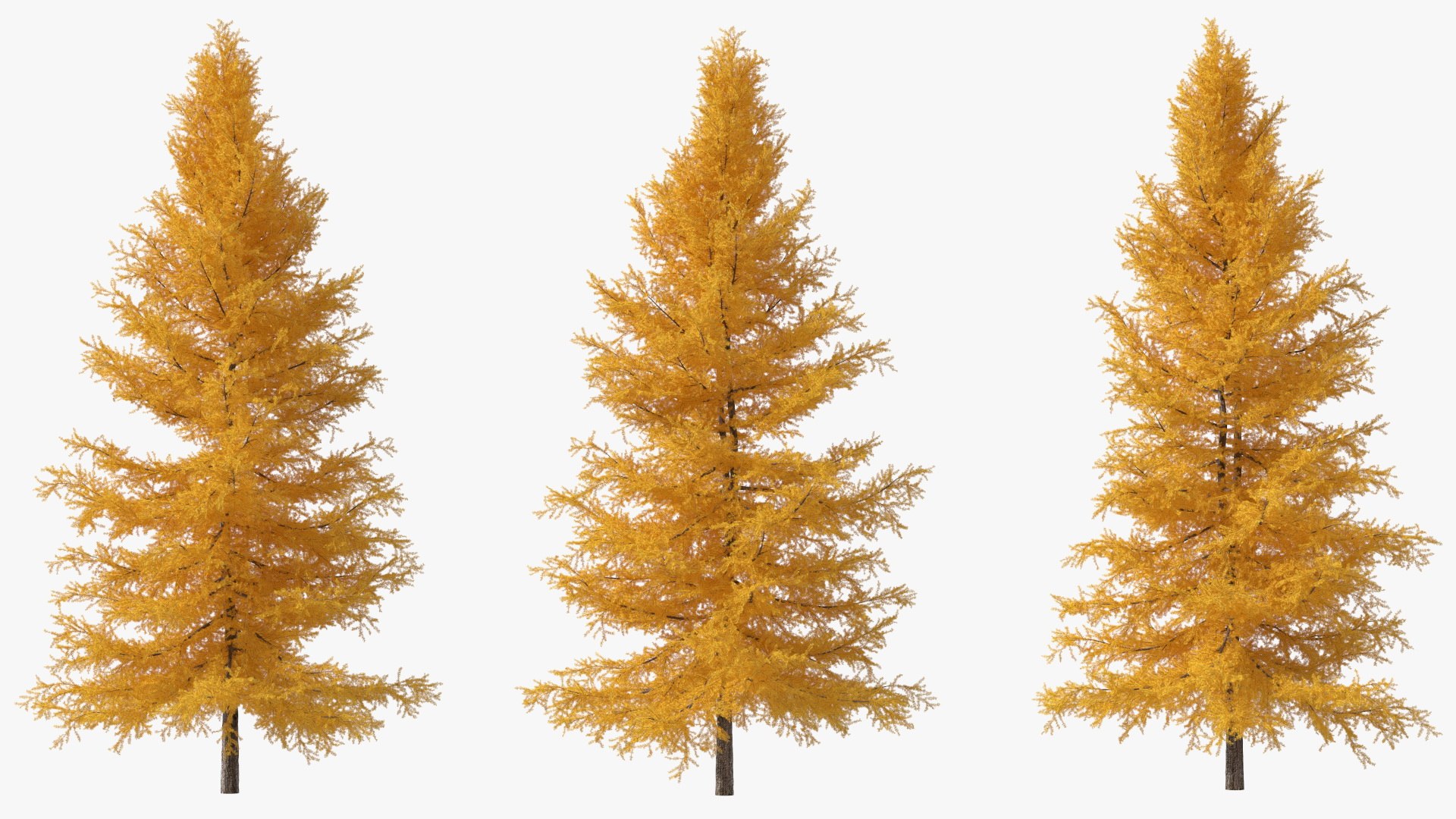 Japanese Larch Tree Yellow 3D model - TurboSquid 1859959