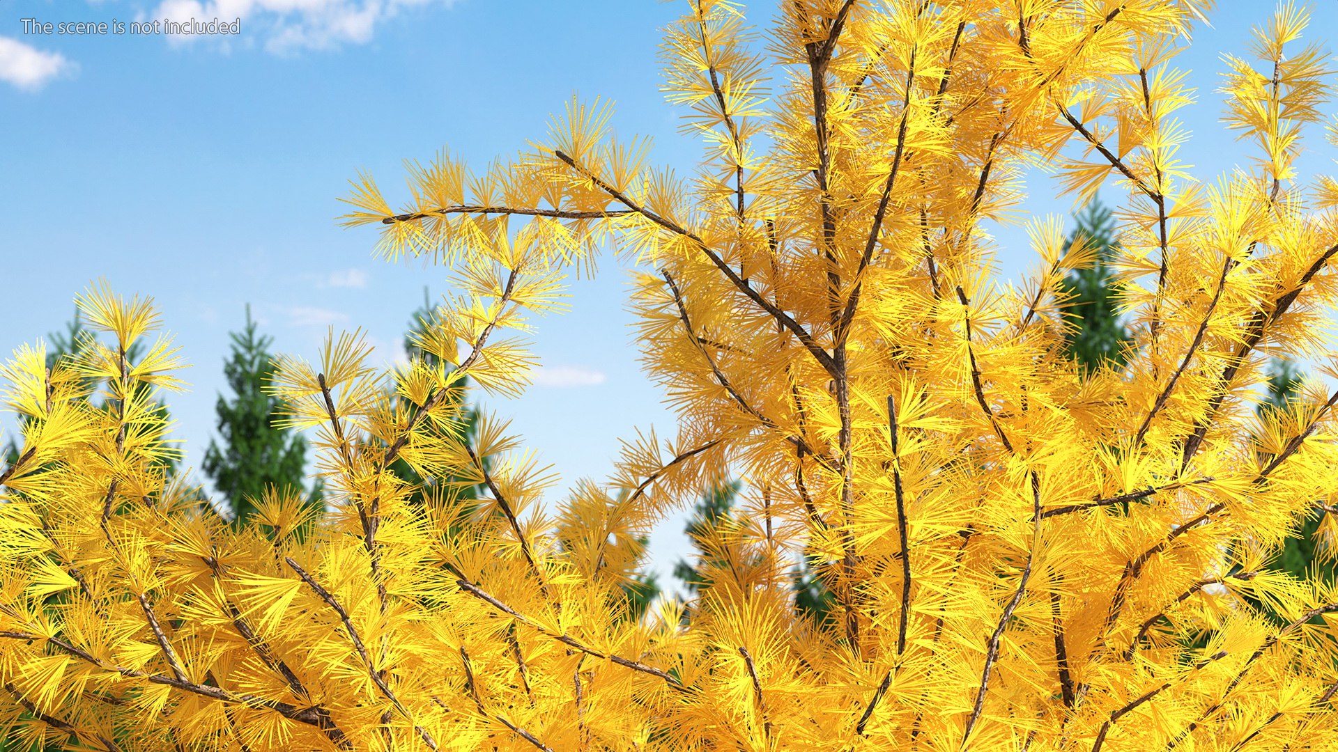 Japanese Larch Tree Yellow 3D model - TurboSquid 1859959