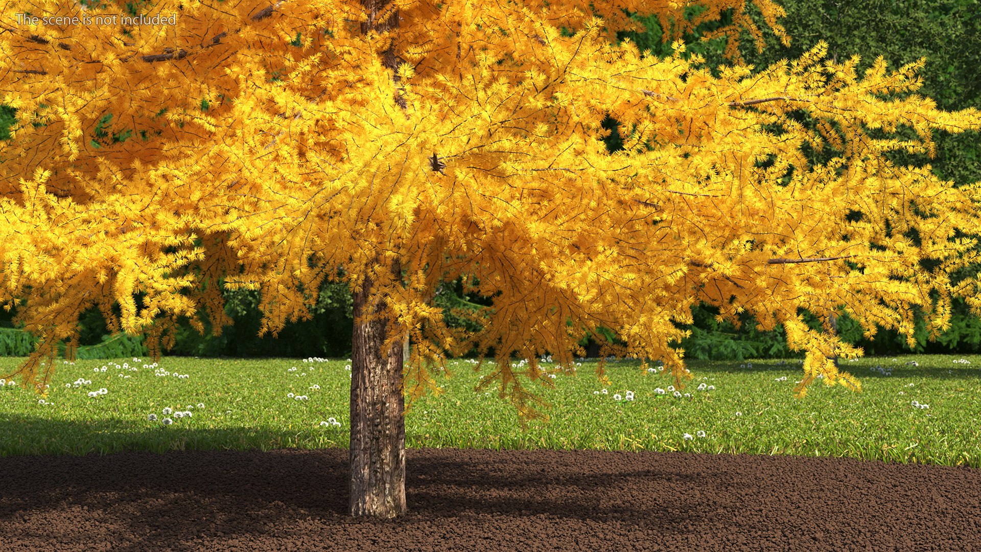 Japanese Larch Tree Yellow 3D Model - TurboSquid 1859959