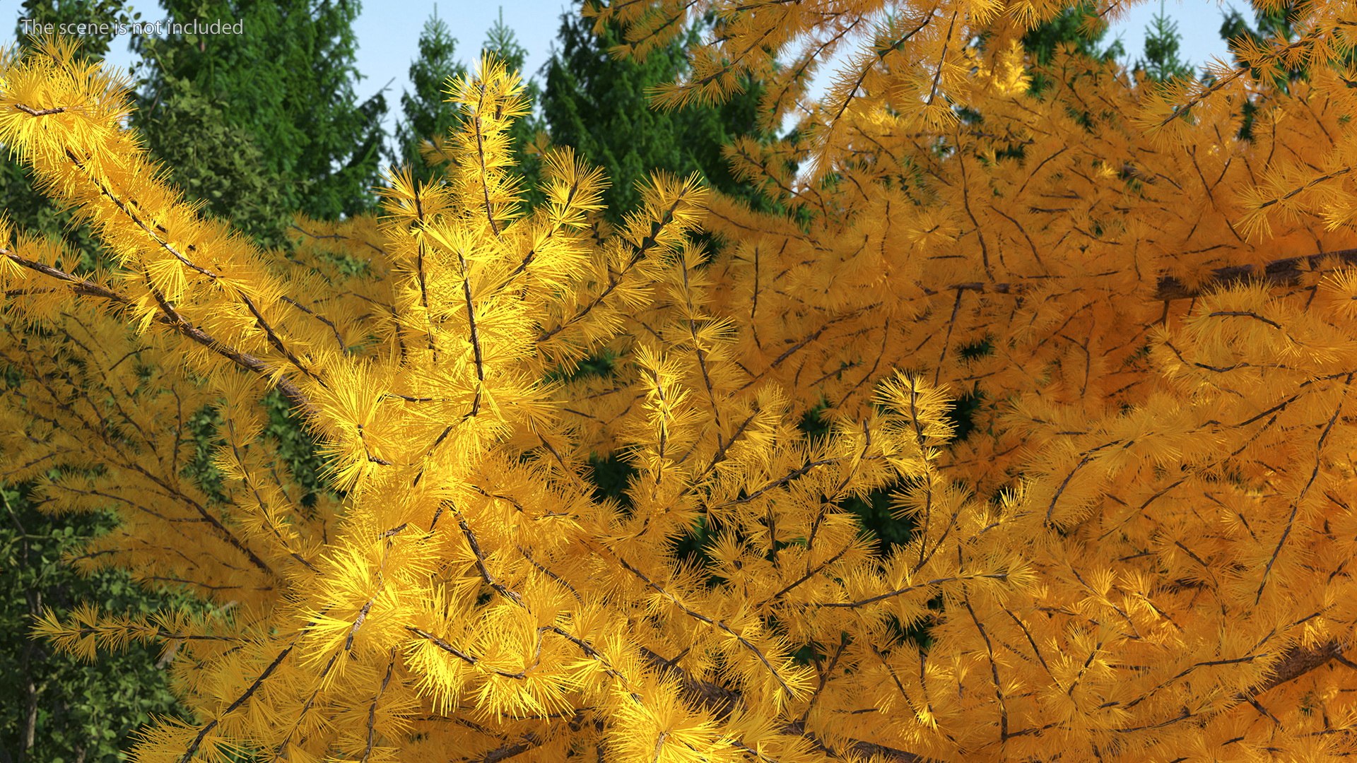 Japanese Larch Tree Yellow 3D model - TurboSquid 1859959