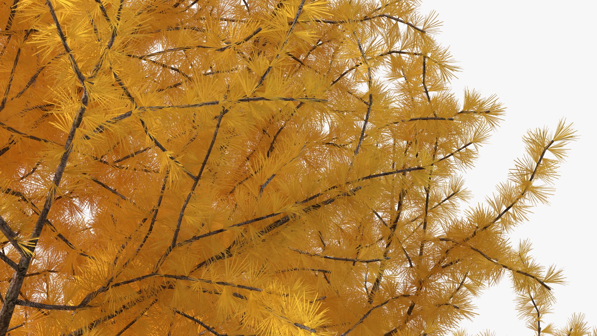Japanese Larch Tree Yellow 3D model - TurboSquid 1859959