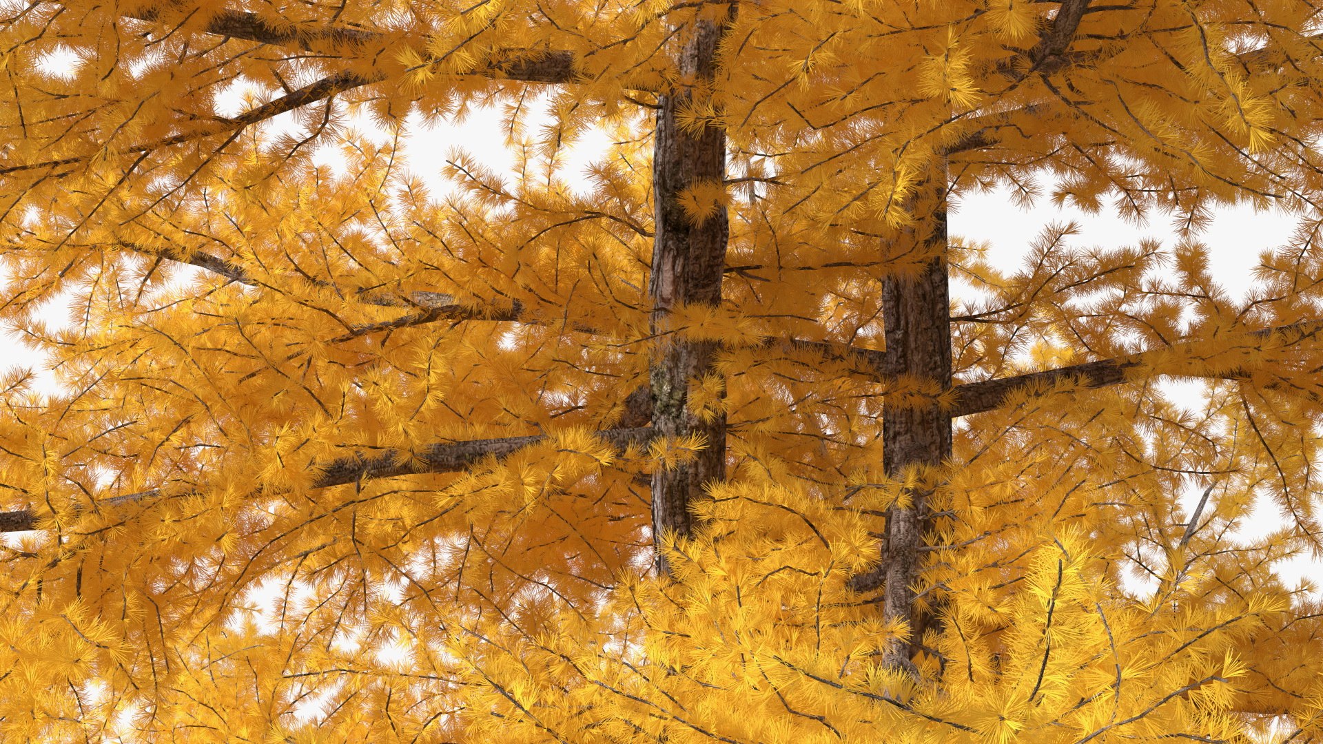 Japanese Larch Tree Yellow 3D model - TurboSquid 1859959