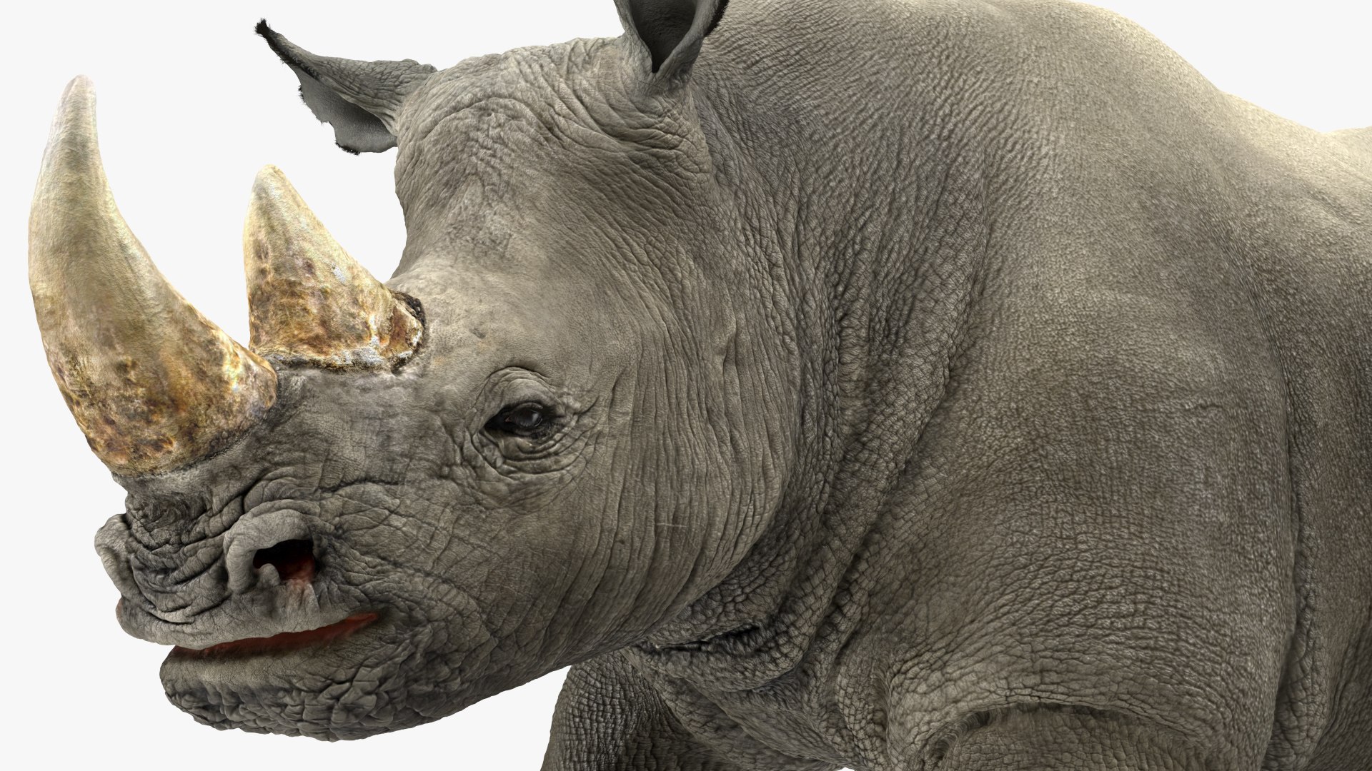 Rhino Adult Running Pose Model - TurboSquid 1674139