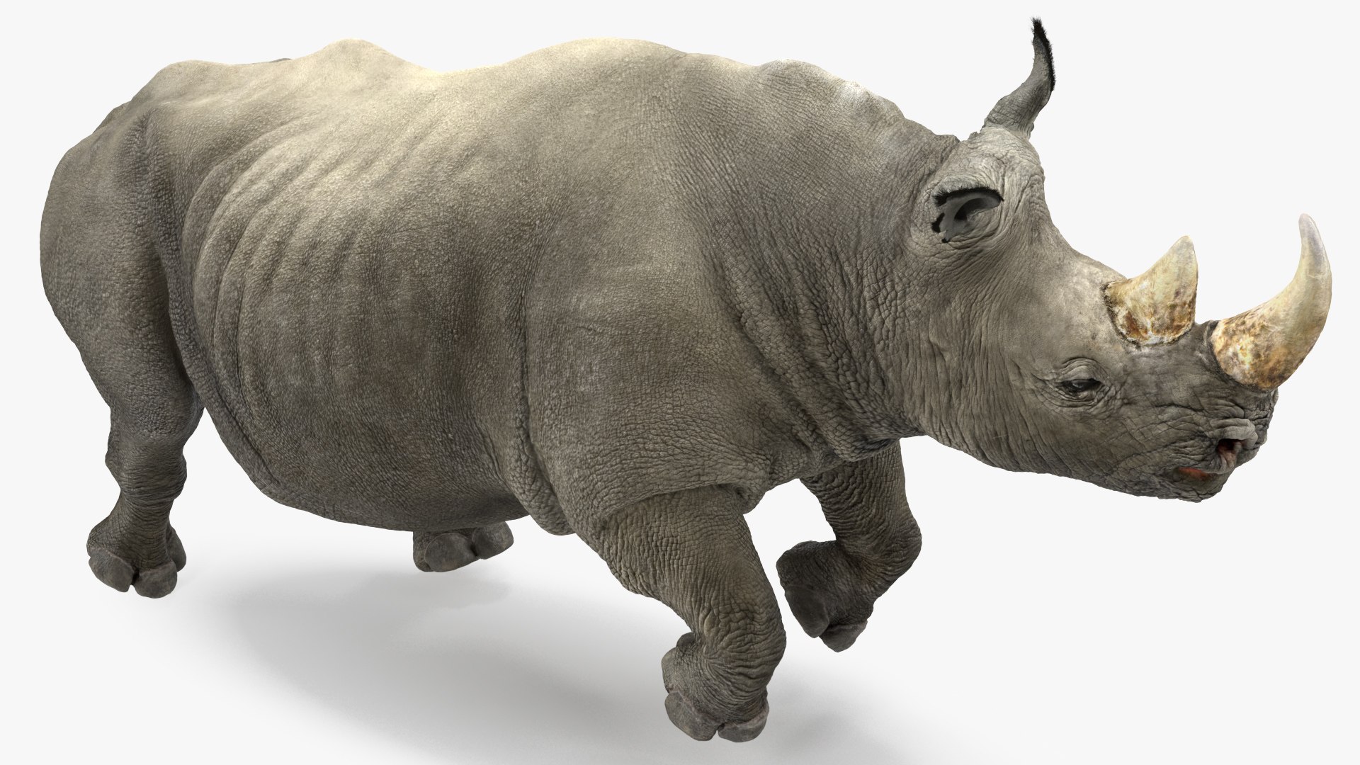 Rhino Adult Running Pose Model - TurboSquid 1674139