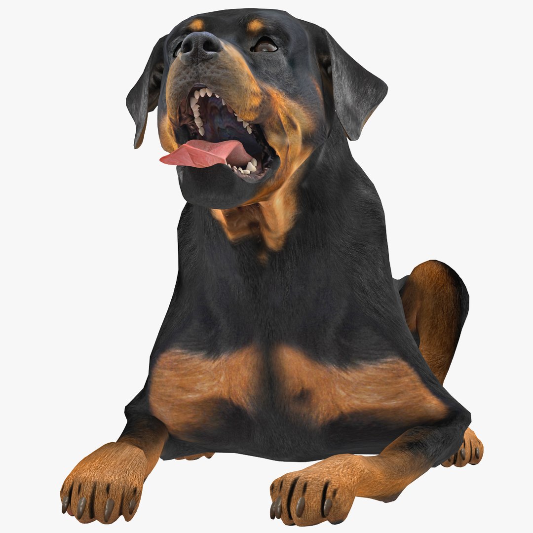 3d Rottweiler Pose 3 Model