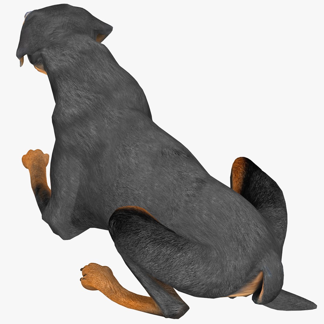 3d Rottweiler Pose 3 Model