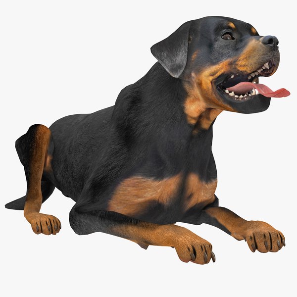 3d rottweiler pose 3 model