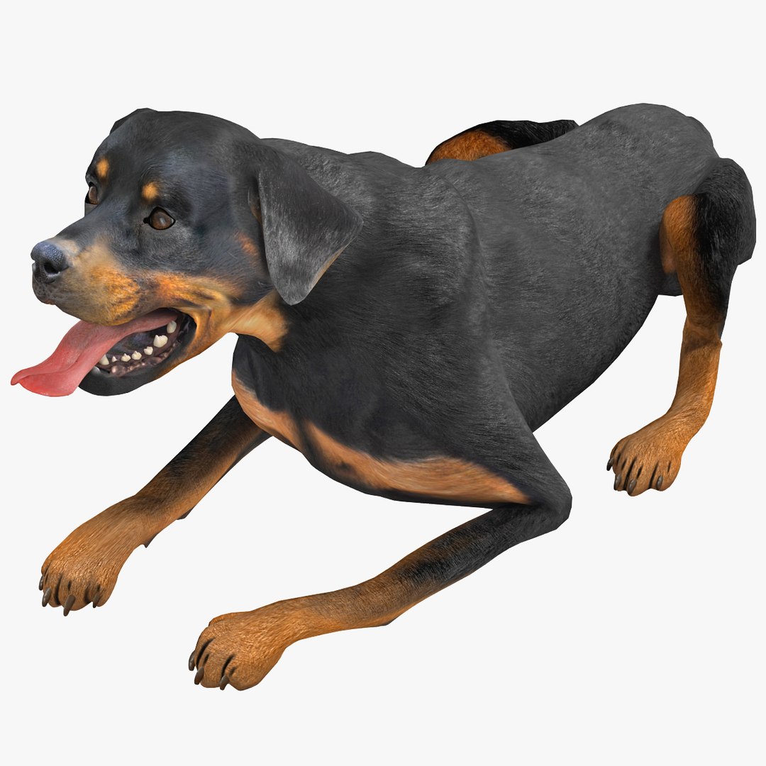 3d Rottweiler Pose 3 Model