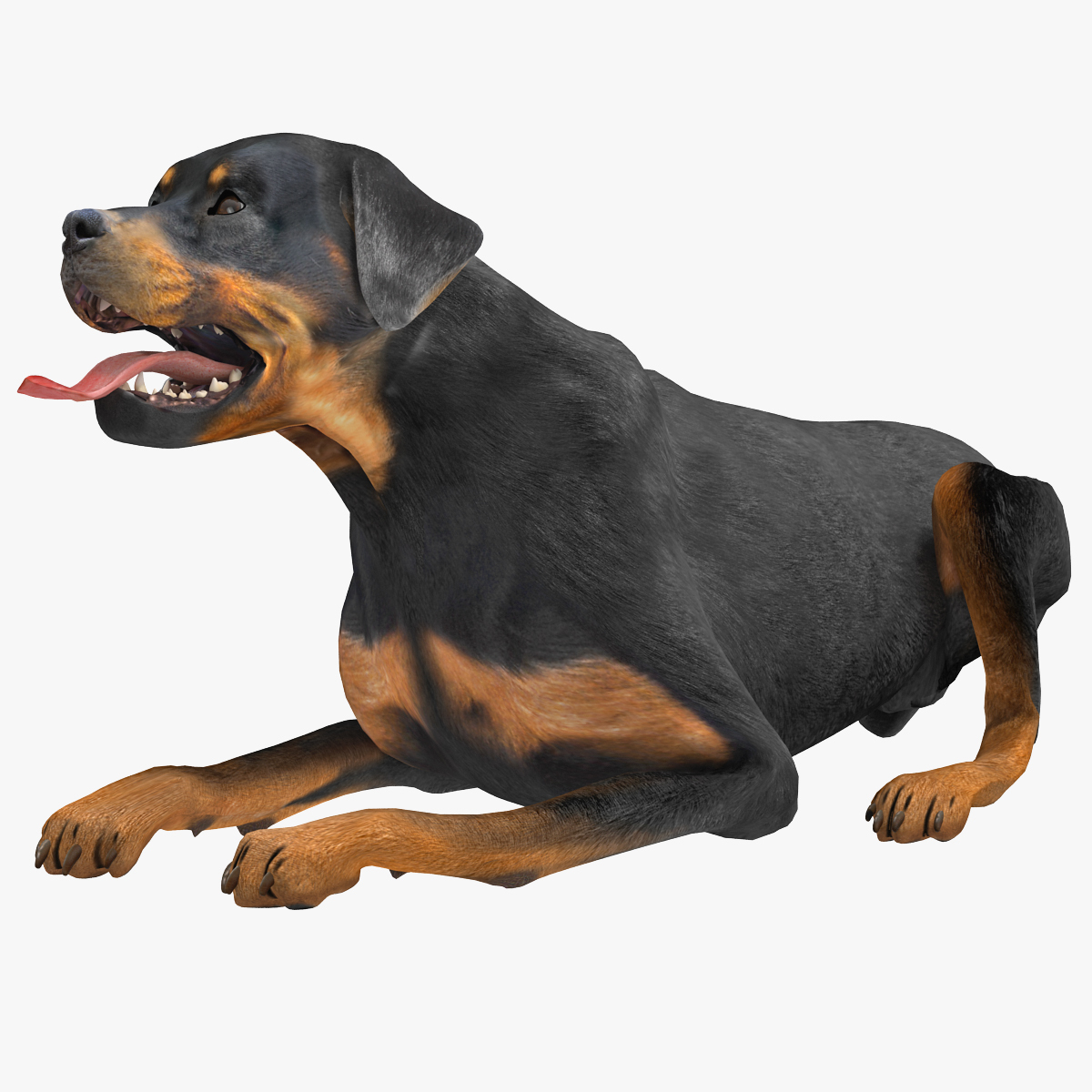 3d rottweiler pose 3 model
