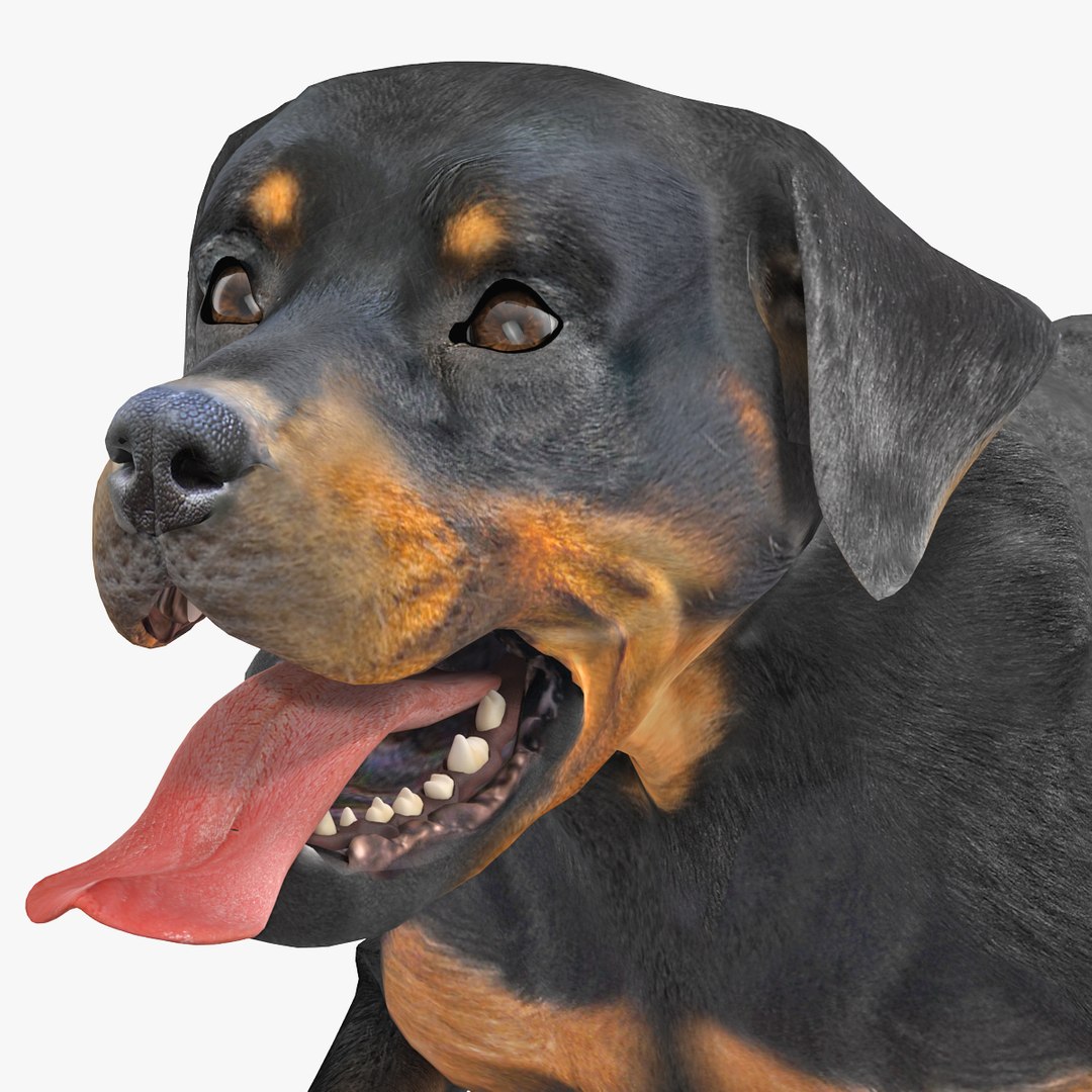 3d Rottweiler Pose 3 Model