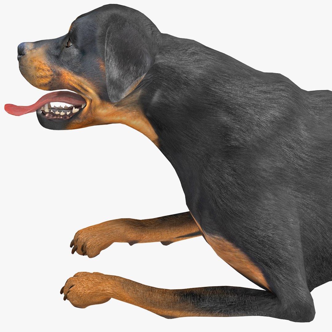 3d Rottweiler Pose 3 Model