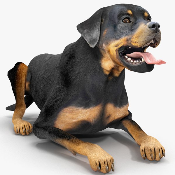 3d rottweiler pose 3 model