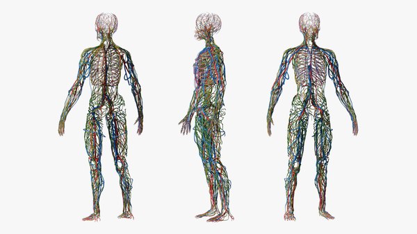 3D модель Анатомия кровеносной и нервной системы человека - TurboSquid ...