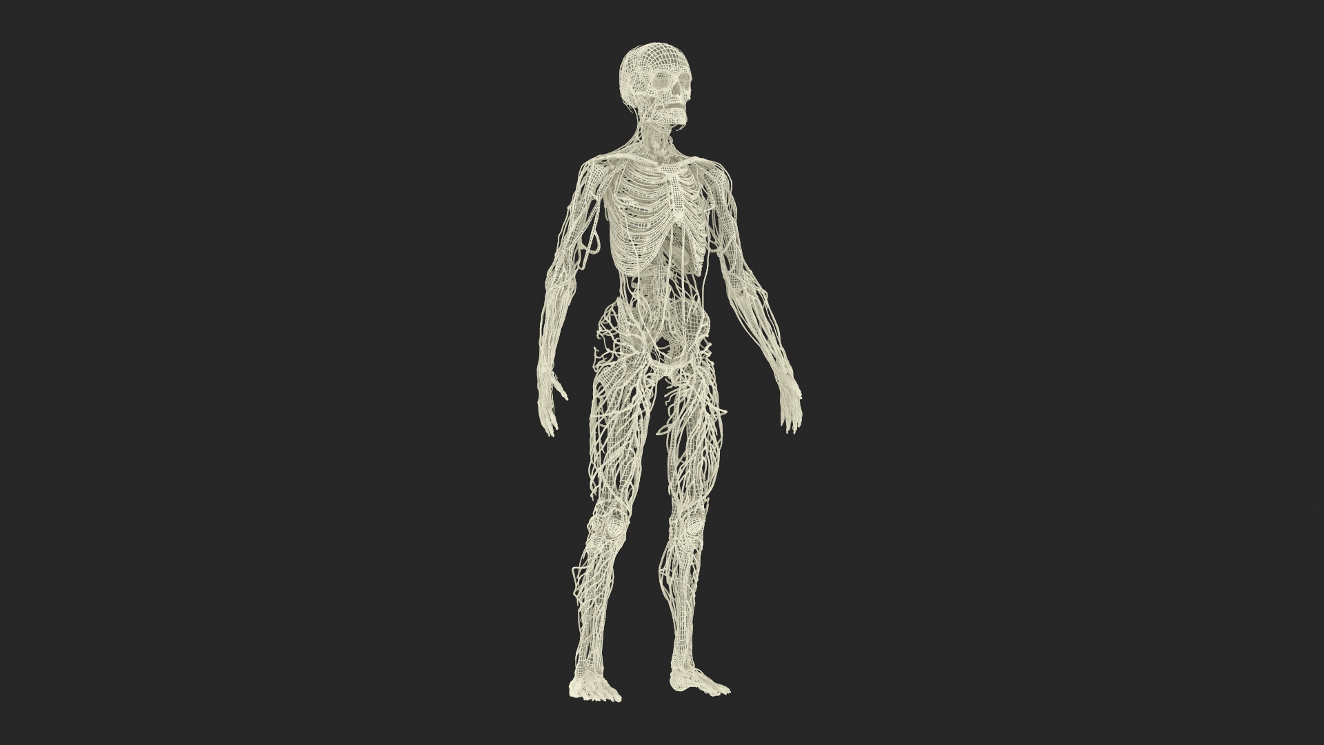 Human Circulatory And Nervous System Anatomy 3D Model - TurboSquid 2396552