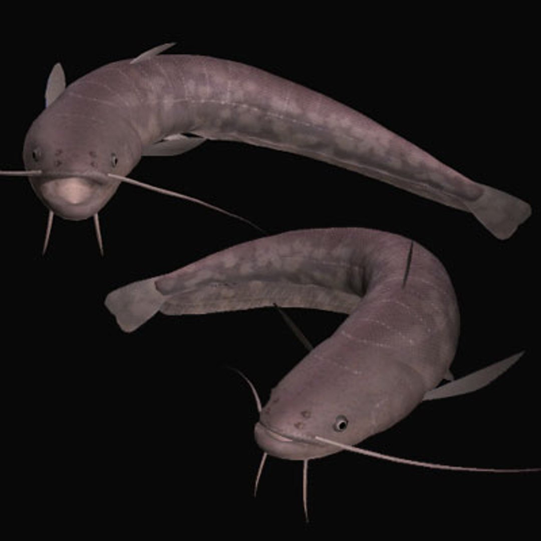 Fish Namazu 3d Model