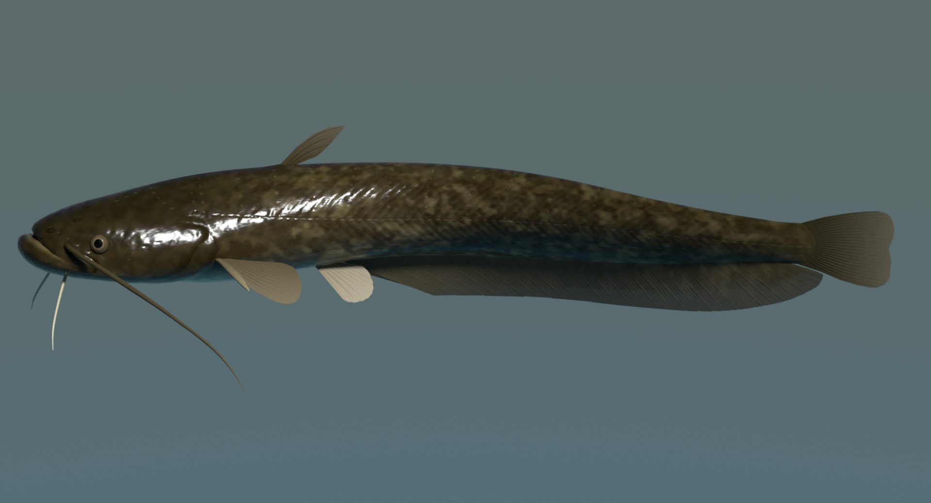 Fish Namazu 3d Model