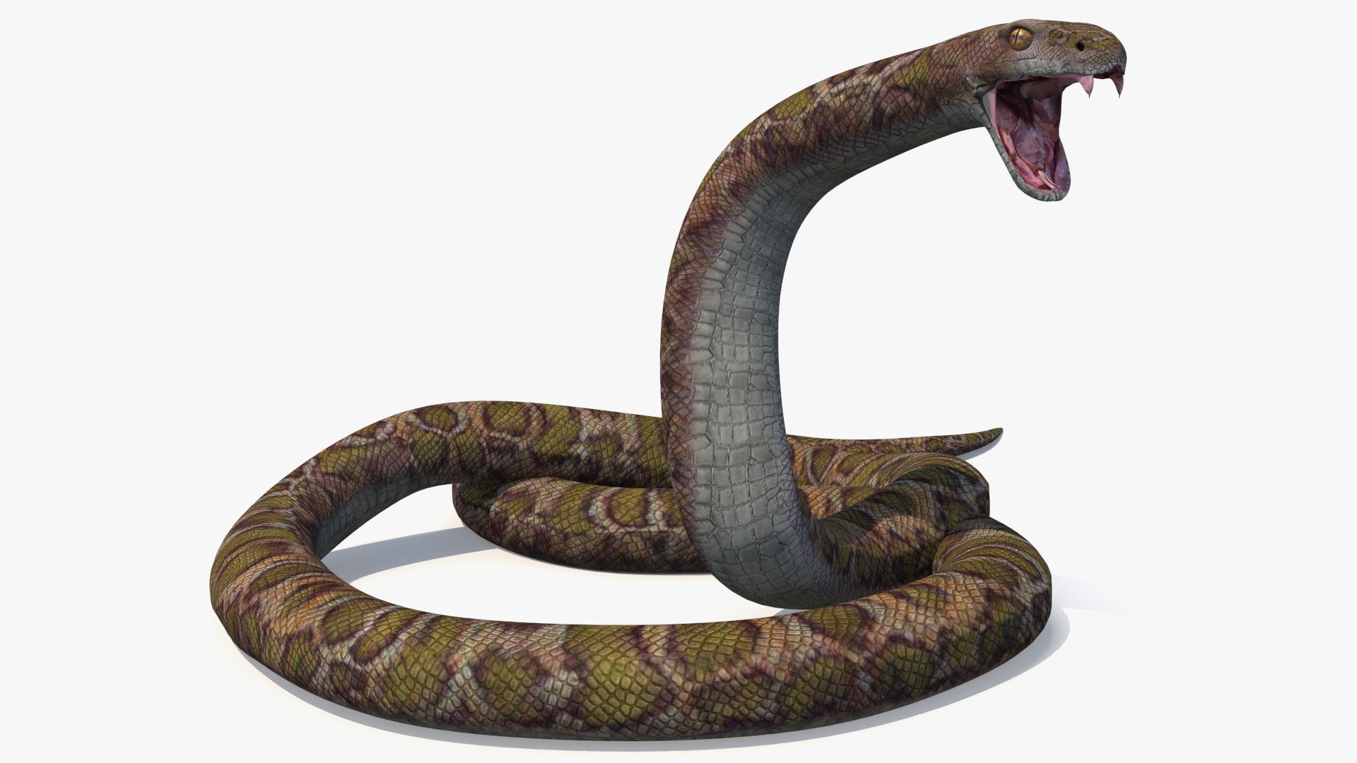 anacondas snakes 3d model