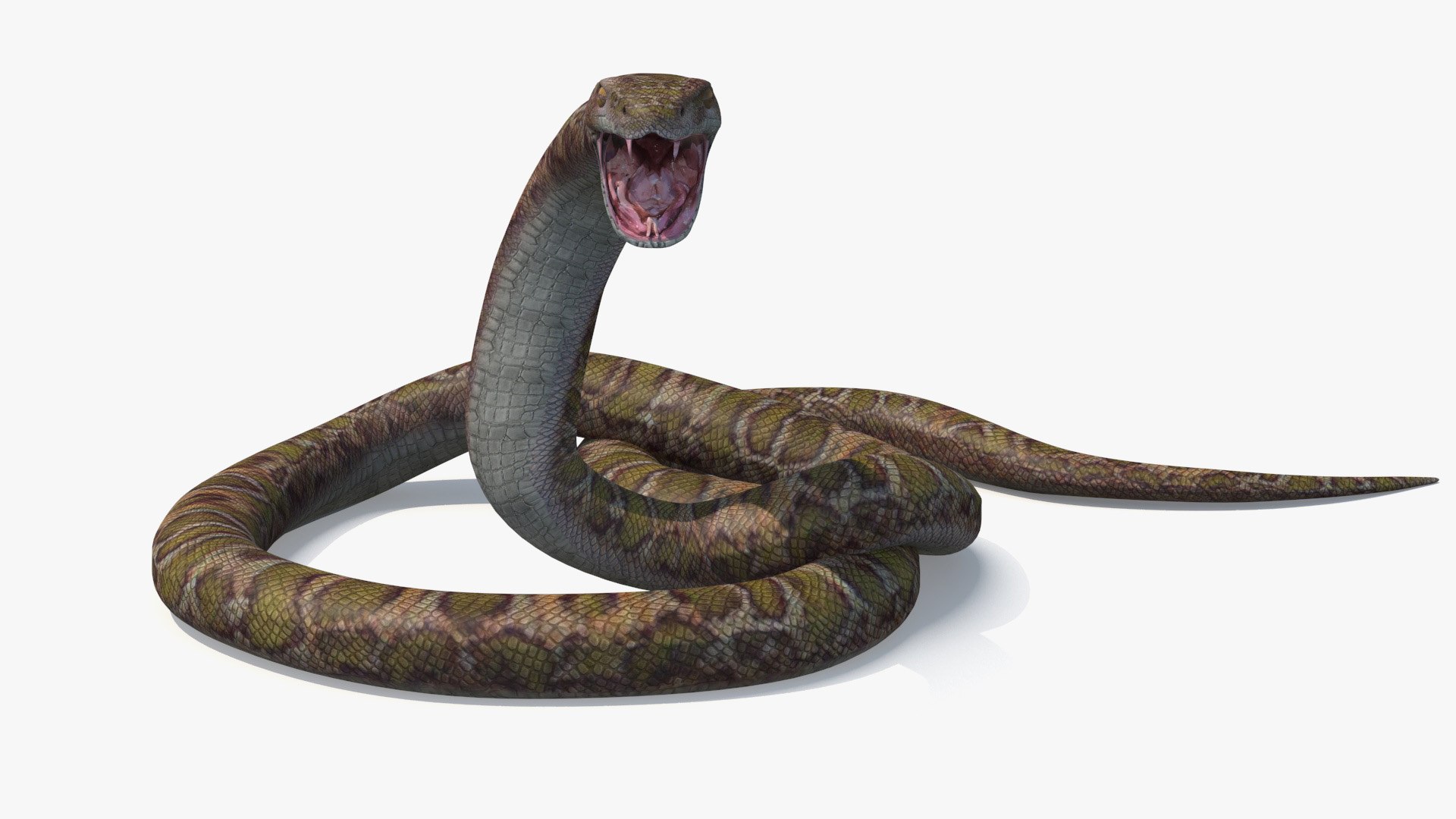 anacondas snakes 3d model