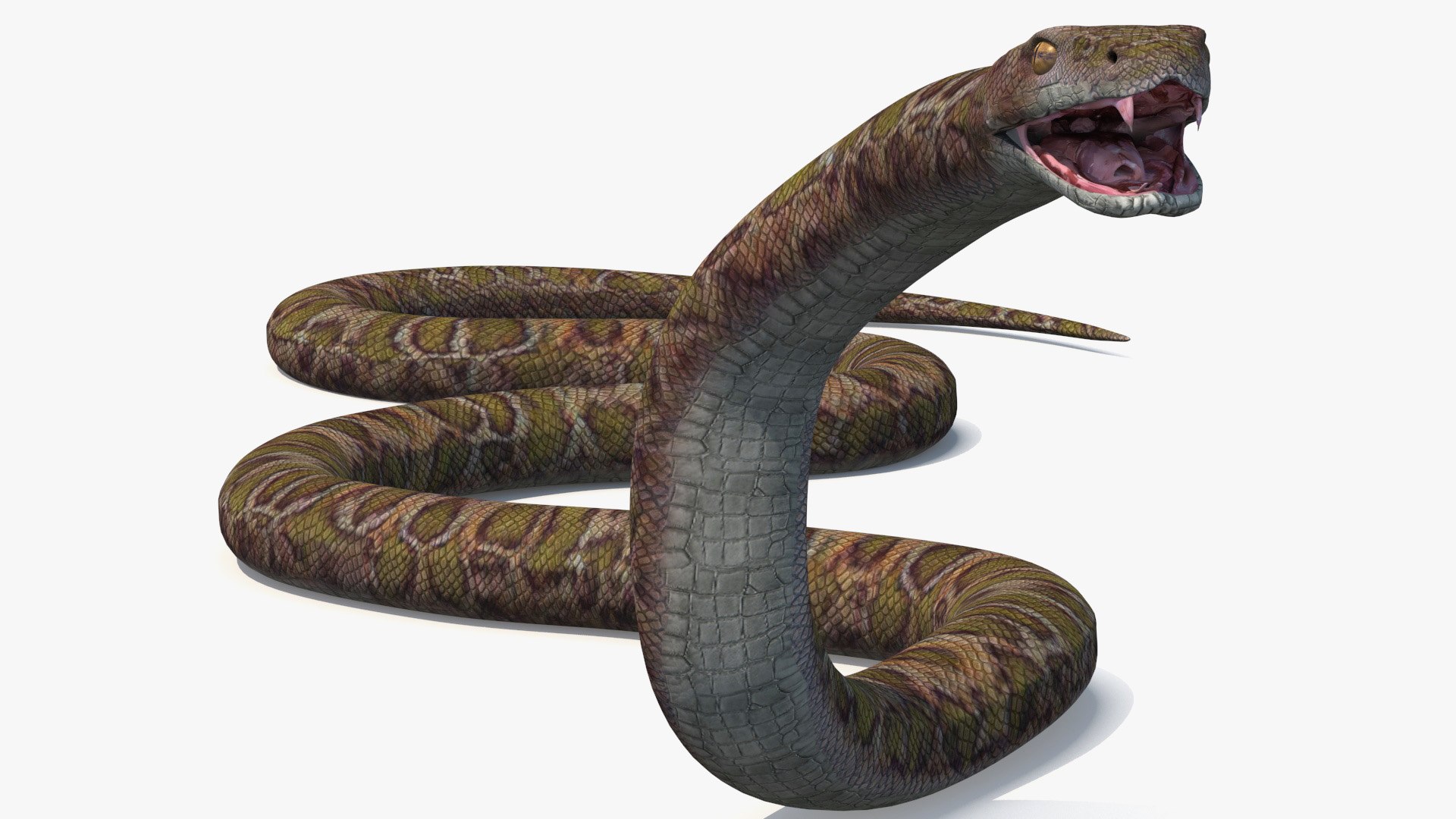 anacondas snakes 3d model