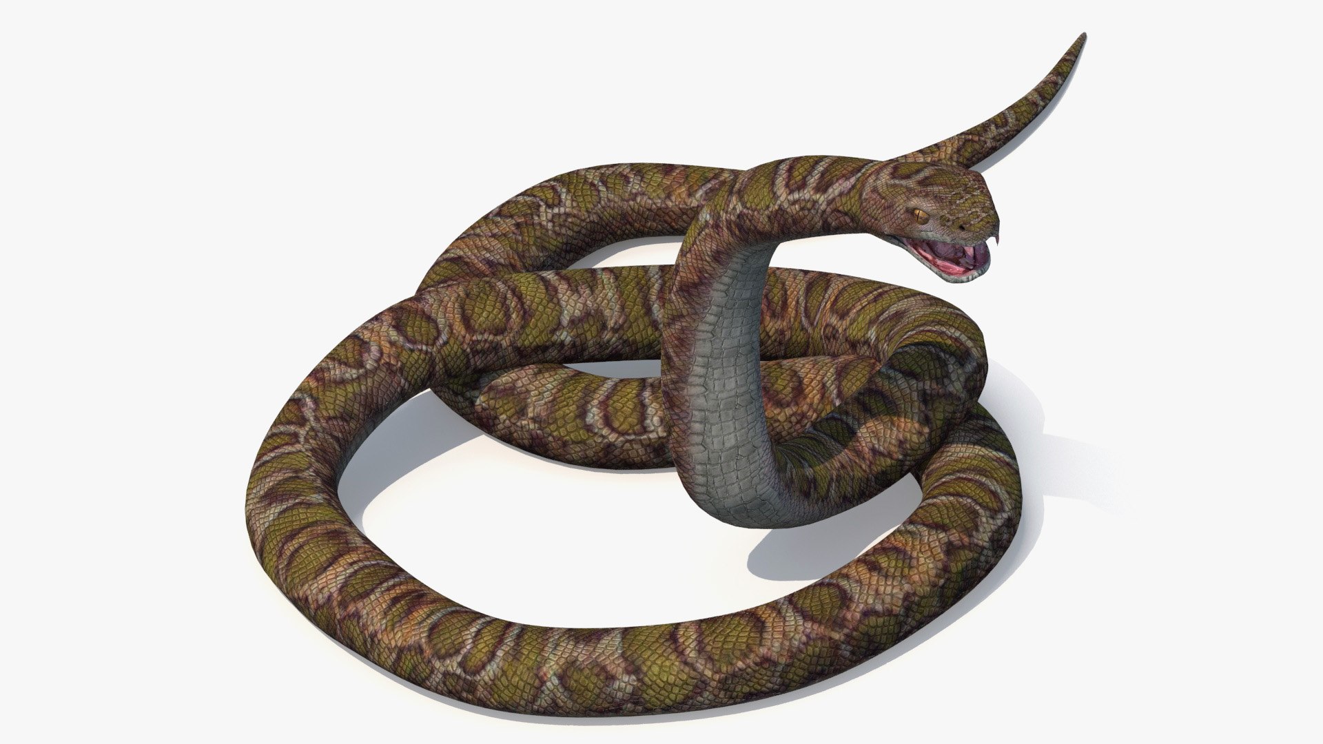 anacondas snakes 3d model