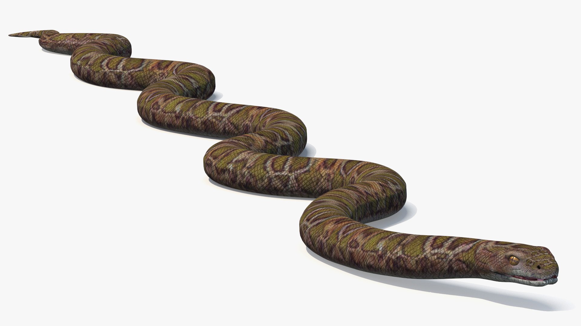 anacondas snakes 3d model