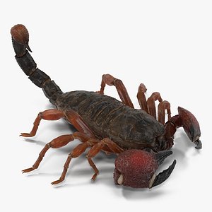 Scorpion 3D Models for Download | TurboSquid