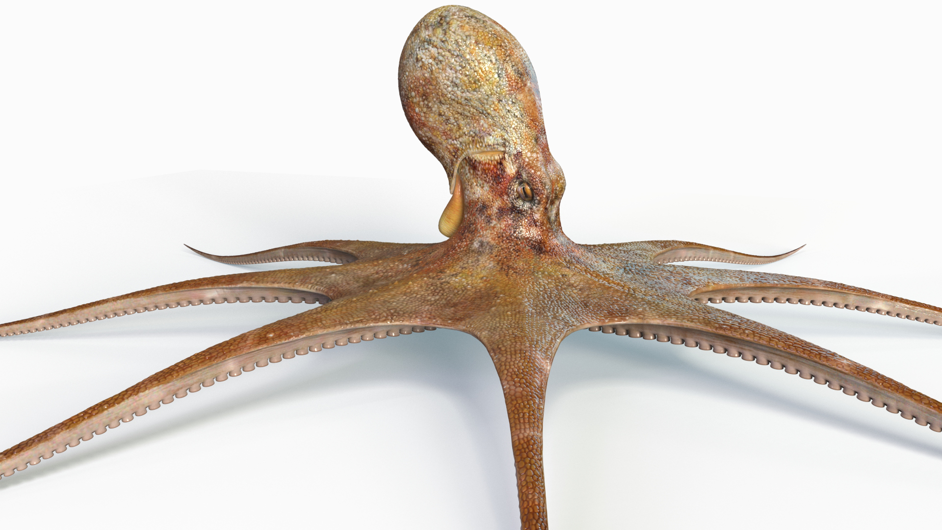 Octopus Rigged Multicolor 3D - TurboSquid 2102756