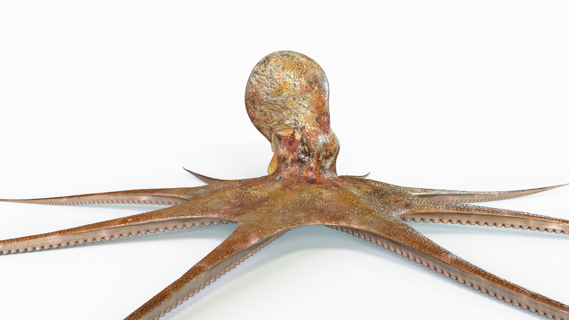 Octopus Rigged Multicolor 3D - TurboSquid 2102756